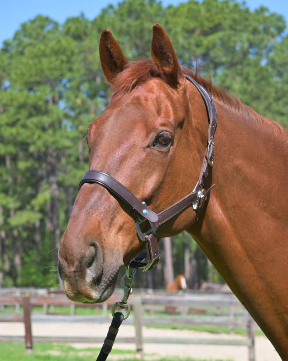 All Equestrian Products & Tack from Correct Connect – CorrectConnect