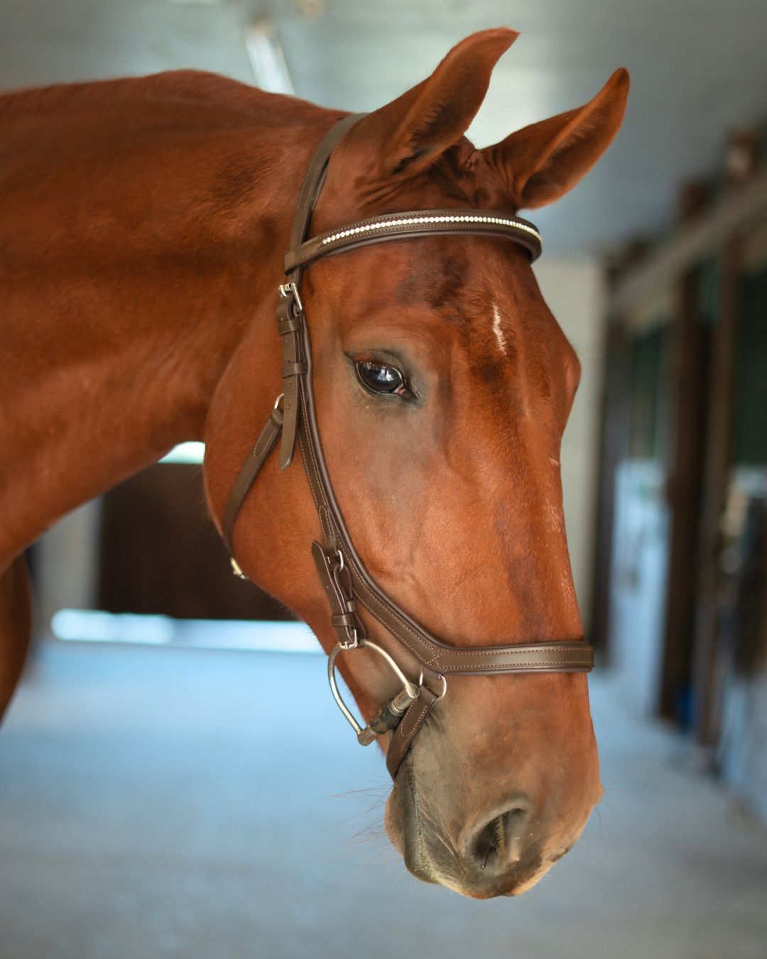 Anatomic Bridle with Crystal Browband – CorrectConnect