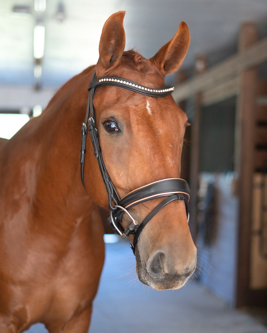 Bridle with Rose Gold Crystal Browband and Rose Gold Padding ...