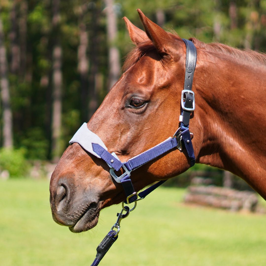 Magna Halter ™ in Blue with Fleece Noseband and Leather Breakaway ...